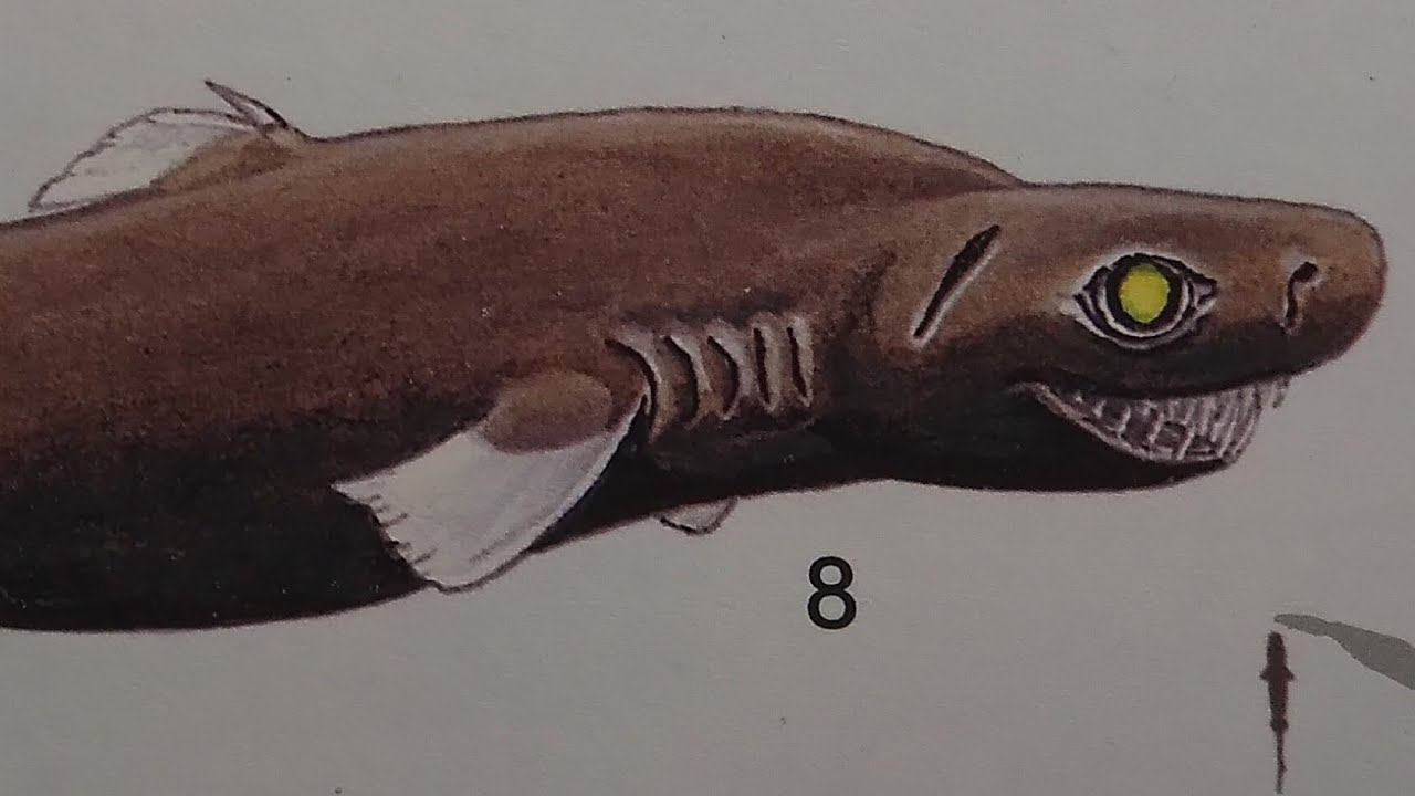 How To Draw a Viper Dogfish - YouTube