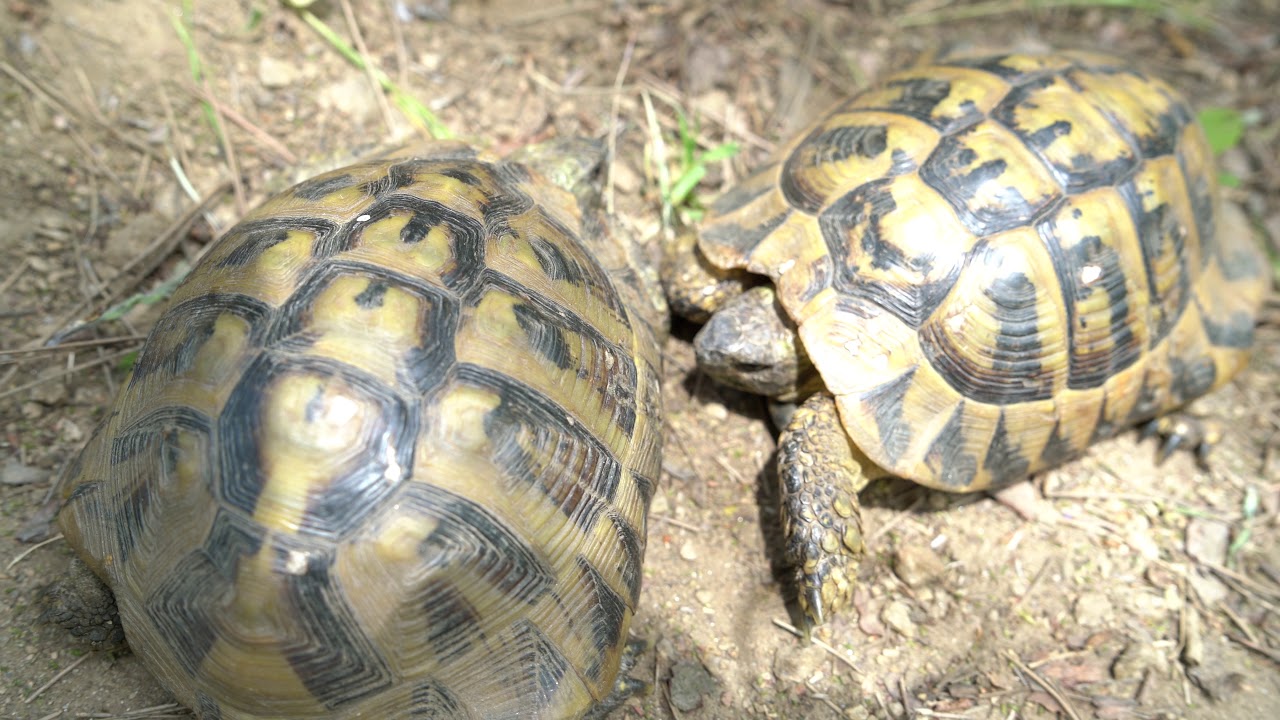 Two small turtles fight - YouTube