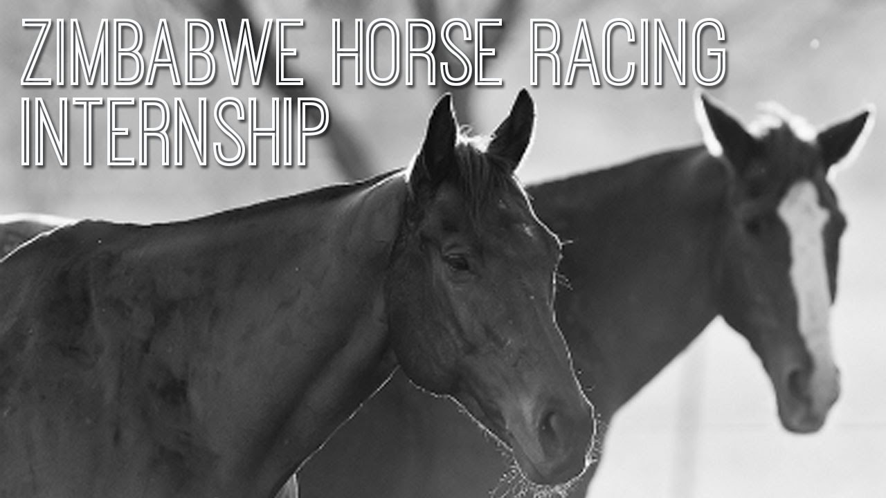 Zimbabwe Horse Racing Internship - YouTube