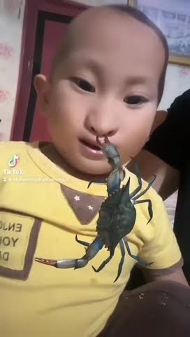 aw aw aw kepiting #kepiting #kejepit #shorts - YouTube