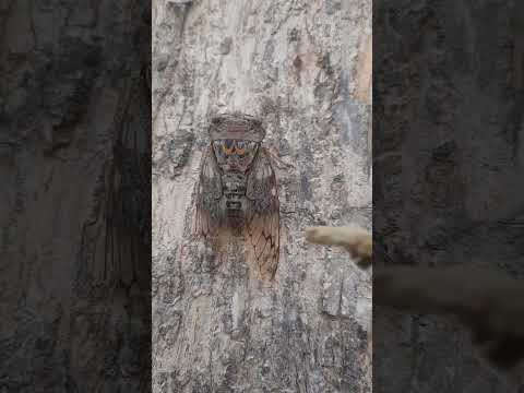 jhingur, crickets natural sound - YouTube