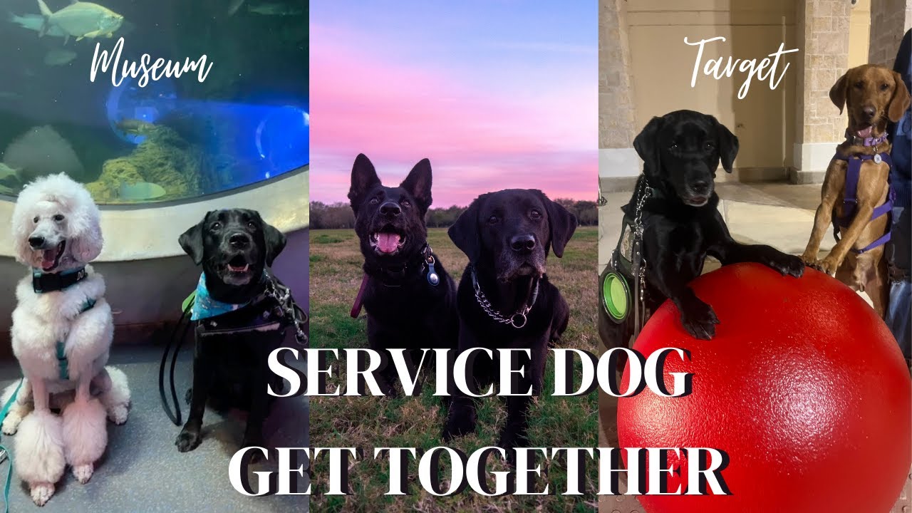 Service Dog Meet Up || Science Museum Edition - YouTube