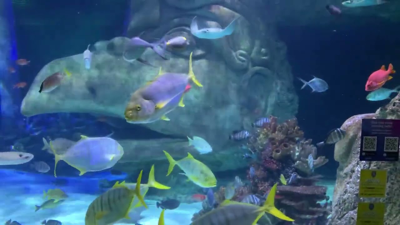 SEA LIFE Orlando Aquarium || florida || orlando - YouTube