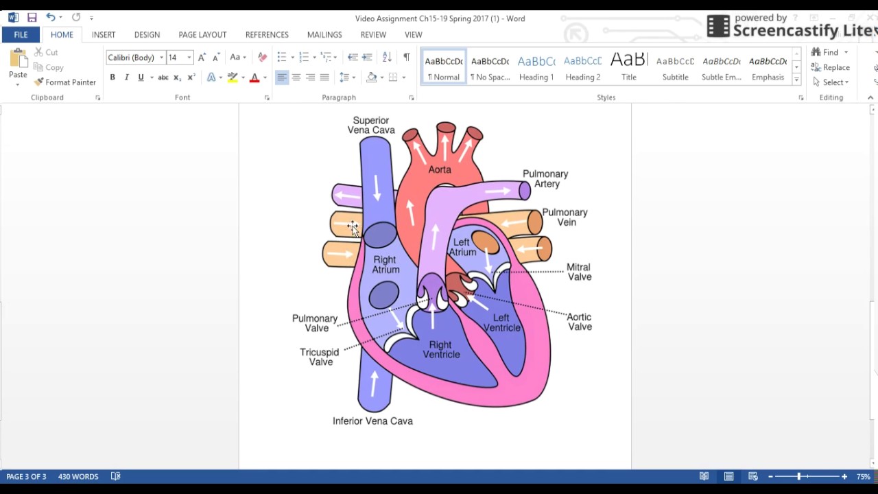 Path of a Drop of Blood Through the Heart - YouTube