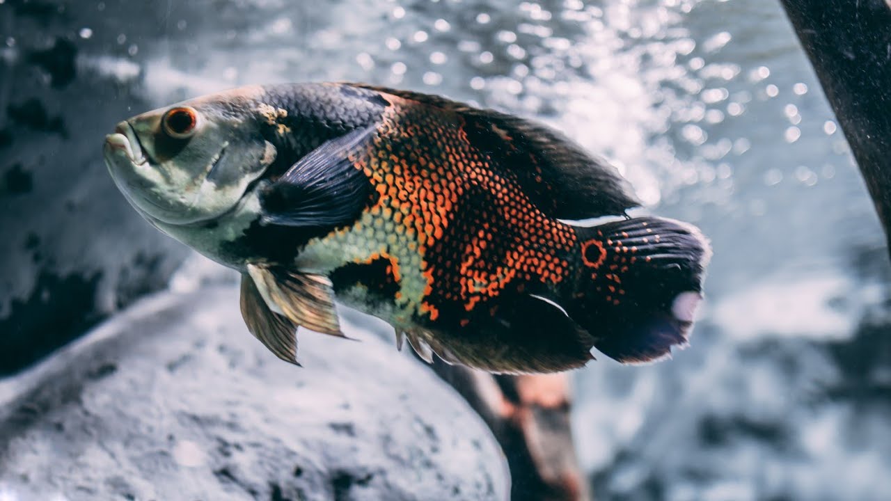 OSCAR, FLORAN, CICHLID FISH - YouTube