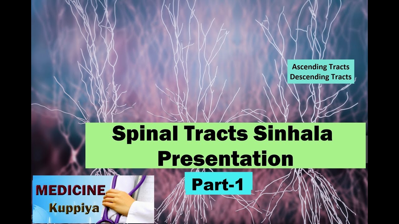 Spinal Tracts Sinhala Presentation - 1 - YouTube