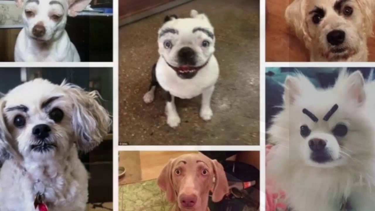 10 Hilarious Photos Of Dogs With Eyebrows That Will Make You Howl With ...