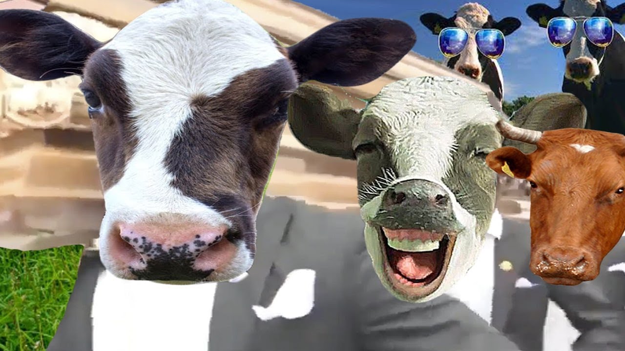 FUNNY COW - Coffin Dance Song (COVER) - YouTube