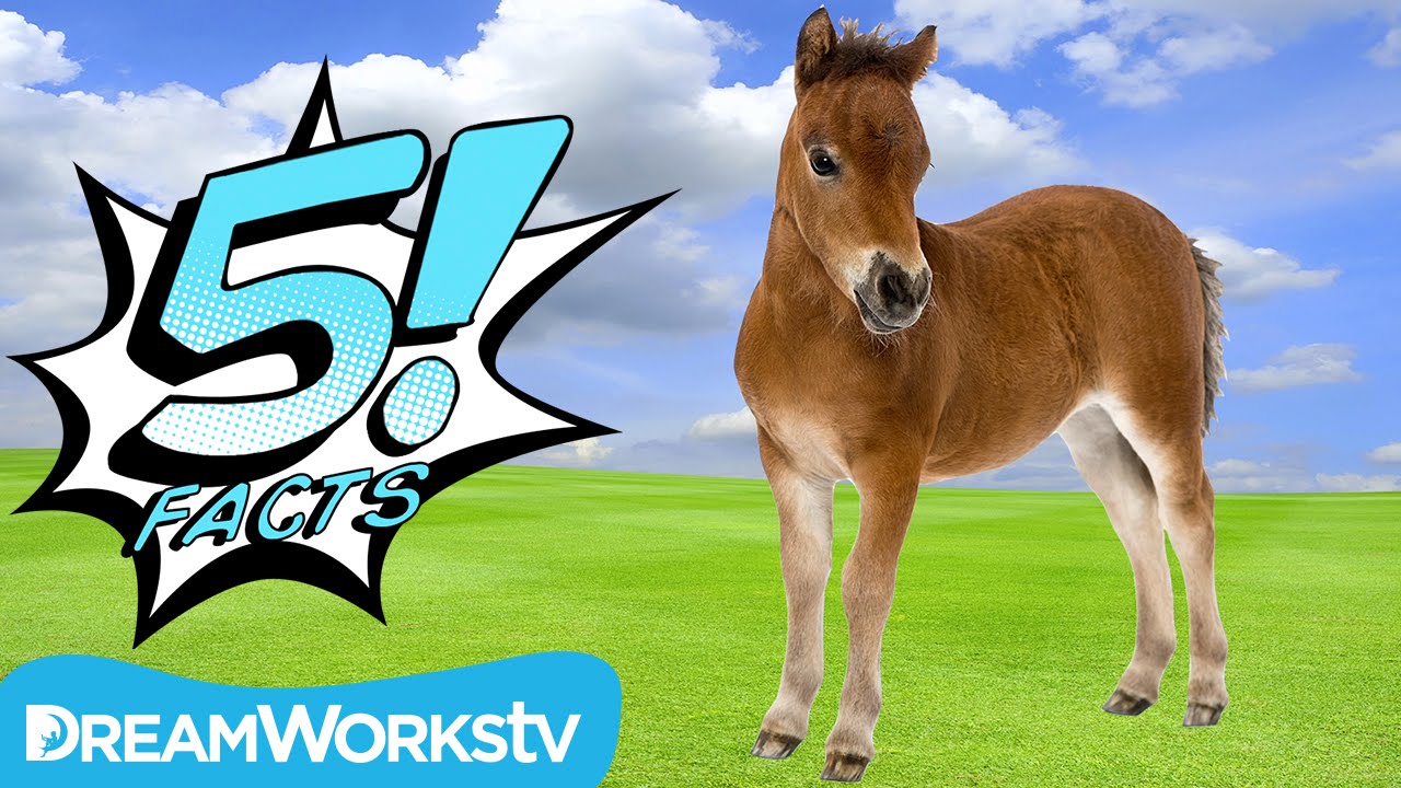 5 Little Pony Facts | 5 FACTS - YouTube