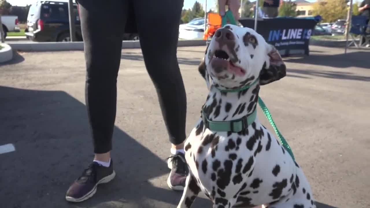 Boise K9 Fitness and Rehab opens the first indoor pool for dogs in the ...
