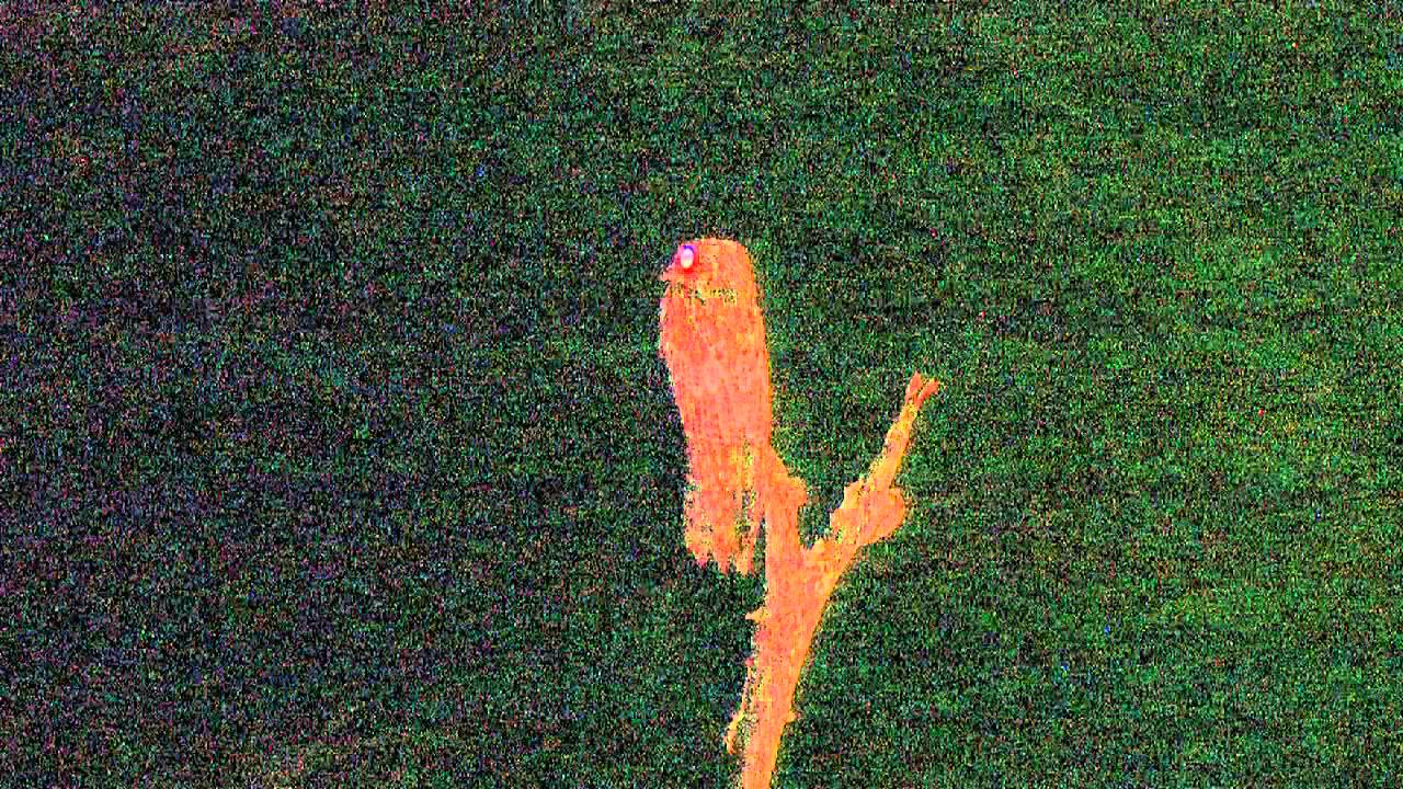 Potoo hunting - YouTube