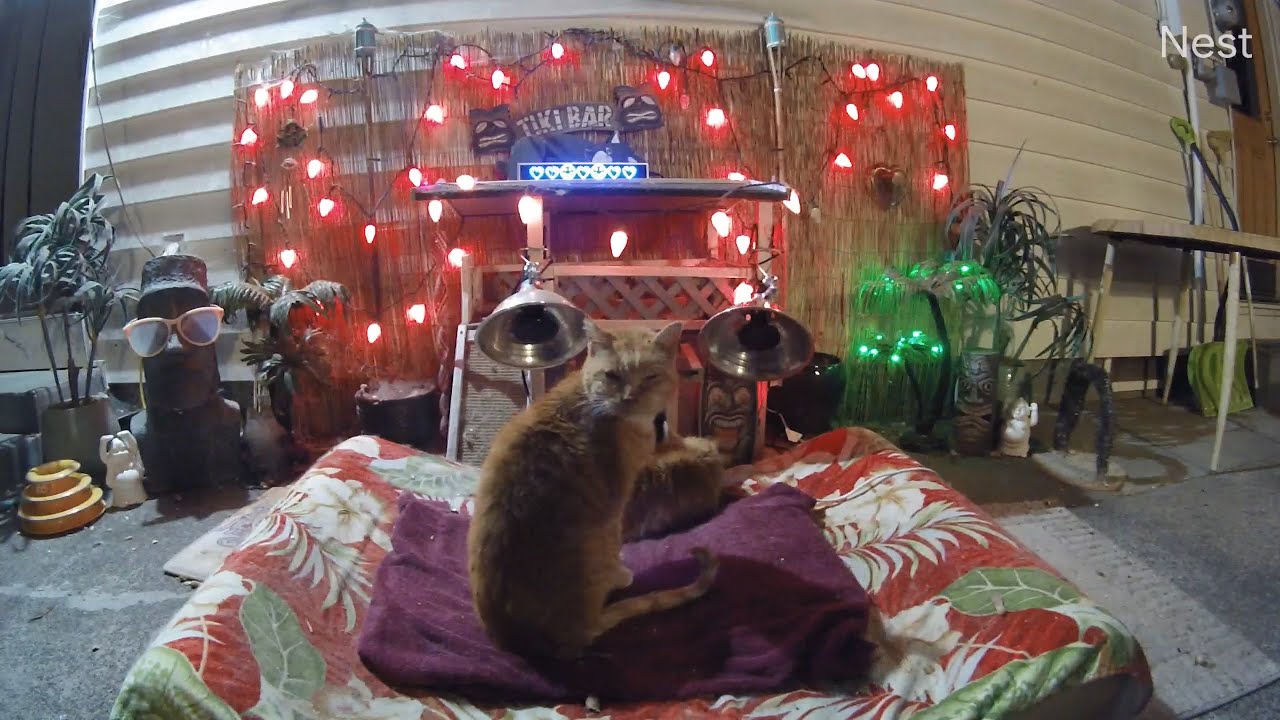 Feral cat flashback - Precious cuddle time moments with Squinty ...