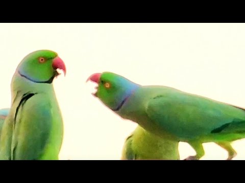 Action Film Game Of Uncaged Barbarian Parrots With Quick Fighting ,Face ...