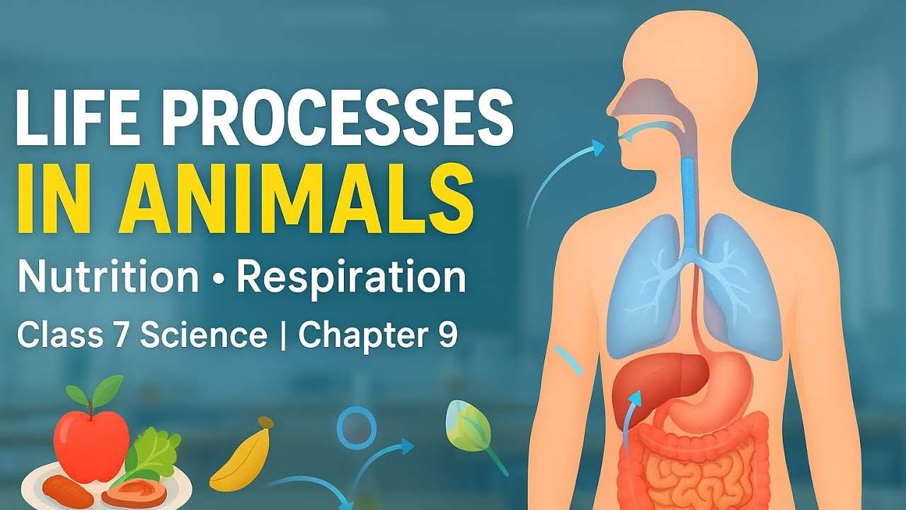 Class 7 Science Chapter 9| Life Processes in Animals | Nutrition ...