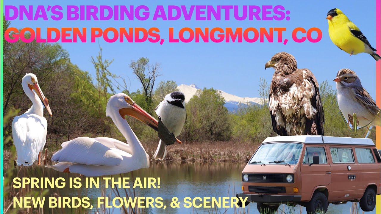 Birding Golden Ponds Park, Longmont, Colorado SPRING FLOWERS & BIRDS ...