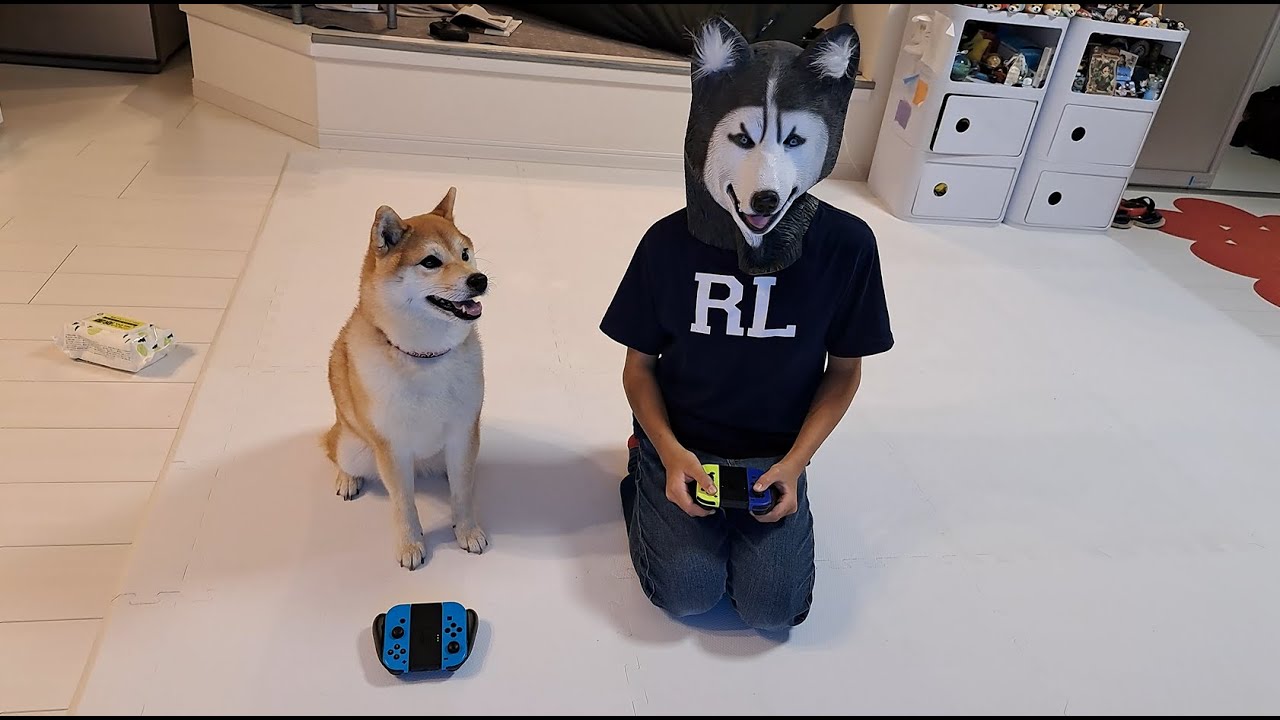 Fujiko the Shiba Inu plays Super Mario Bros Wonder with Wolfie - YouTube