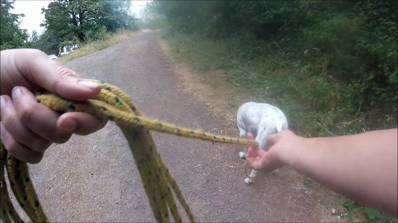 Handling the long-line in dog training - YouTube