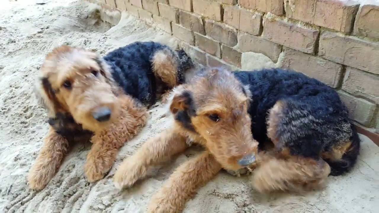 Airedale Terrier Puppies for Sale Video - S & S Family Airedales ...