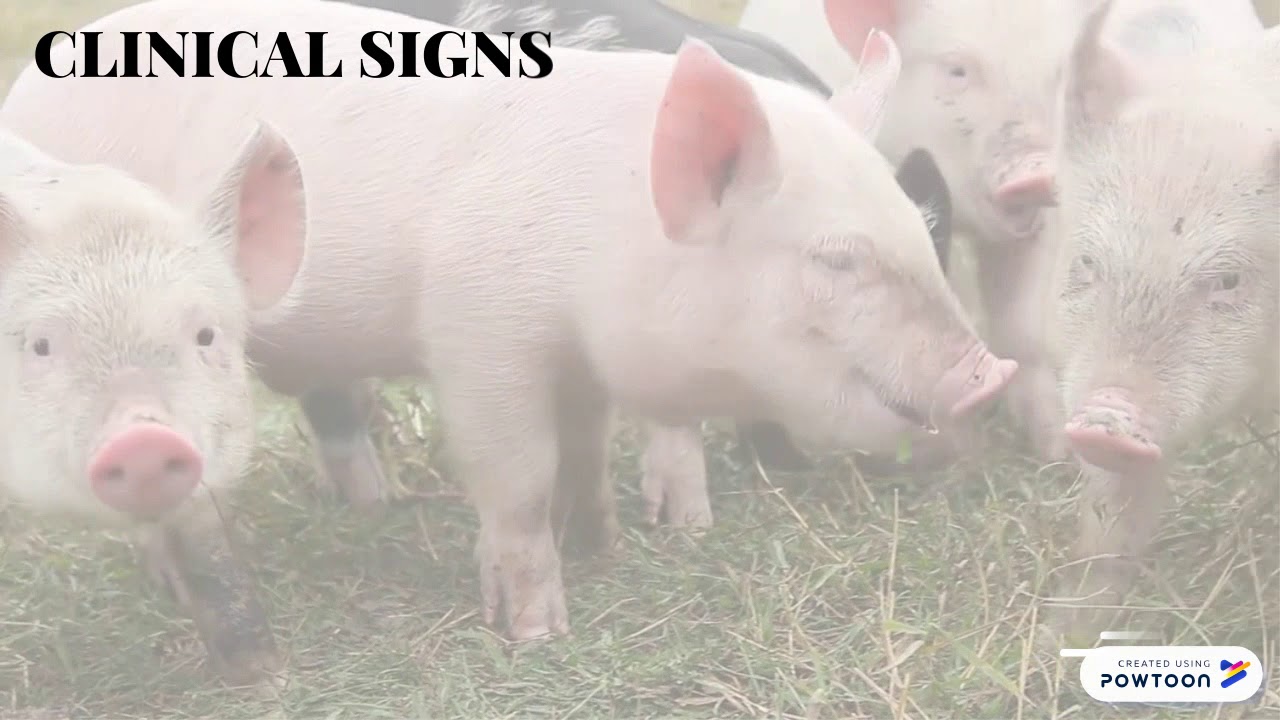 Anthrax in Pigs - YouTube