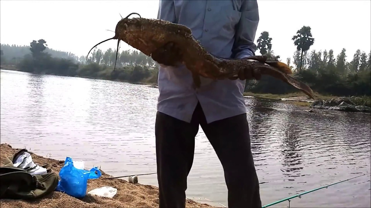钓鱼, Black Demon Monster Fish, SNAKEHEAD, CAT FISH, LEARN FISHING, BAIT ...