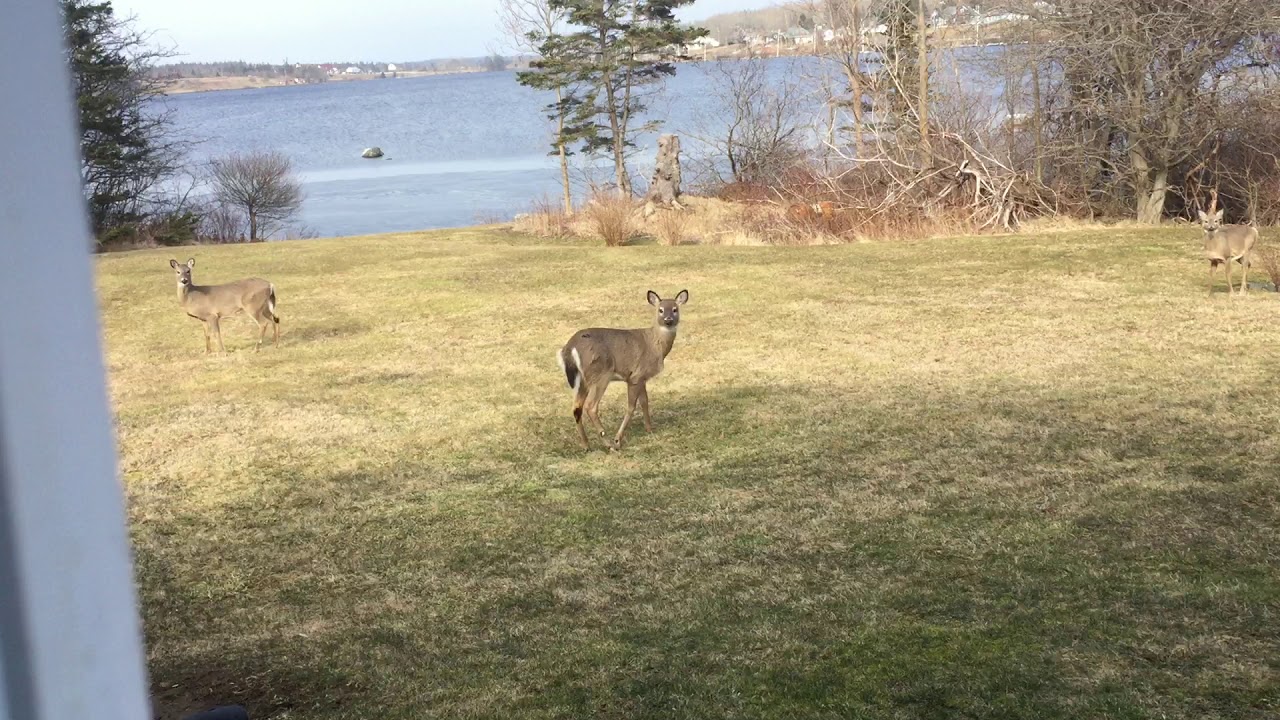 Deer - Lake Milo, Yarmouth, Nova Scotia, Canada - YouTube