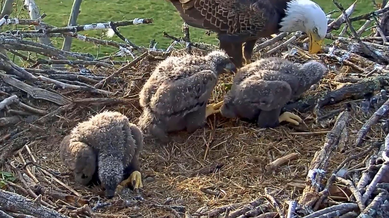 #baldeagle SE3#105 Review birds life in their nest #birdsnest # ...