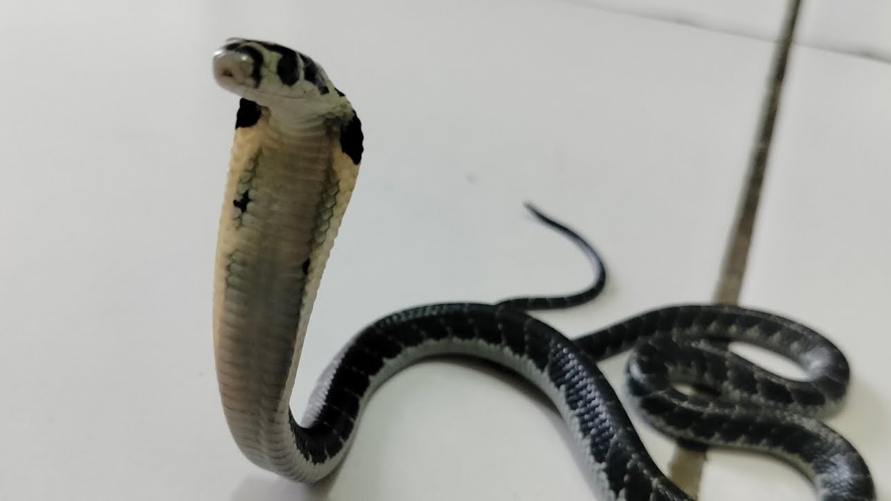 UNBOXING BABY KING COBRA buka paket bayi ular king cobra # ...