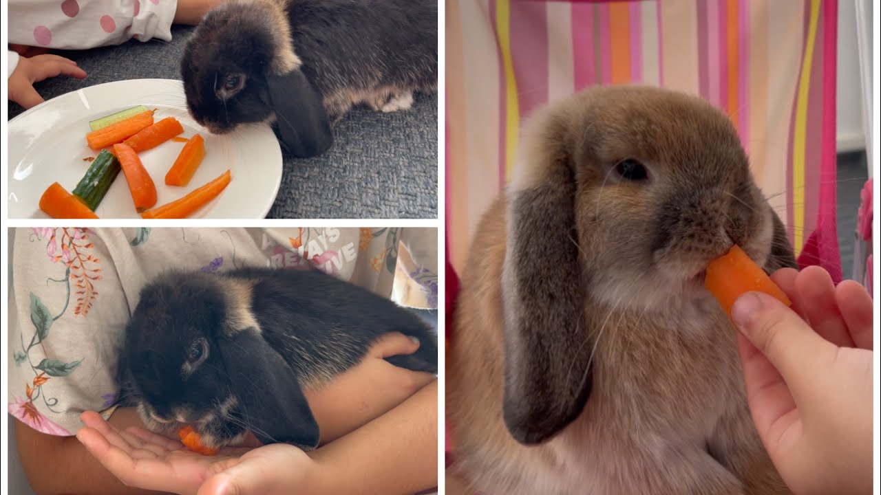 Fredags slik til vores kanin kæledyr/ candy for our pets - YouTube