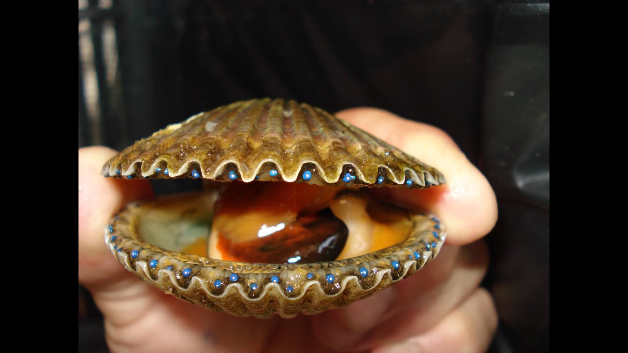 Scallop Sitter Training - YouTube