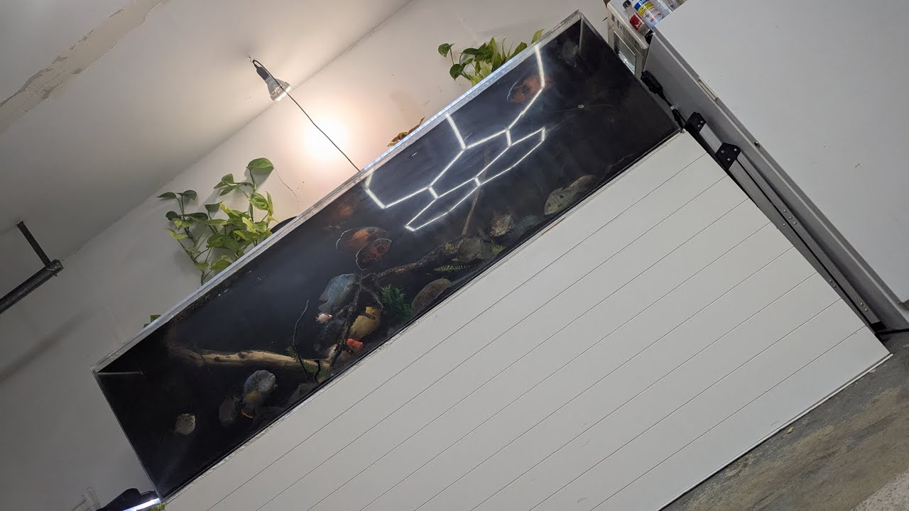 Feeding the 240 gallon monsters! - YouTube