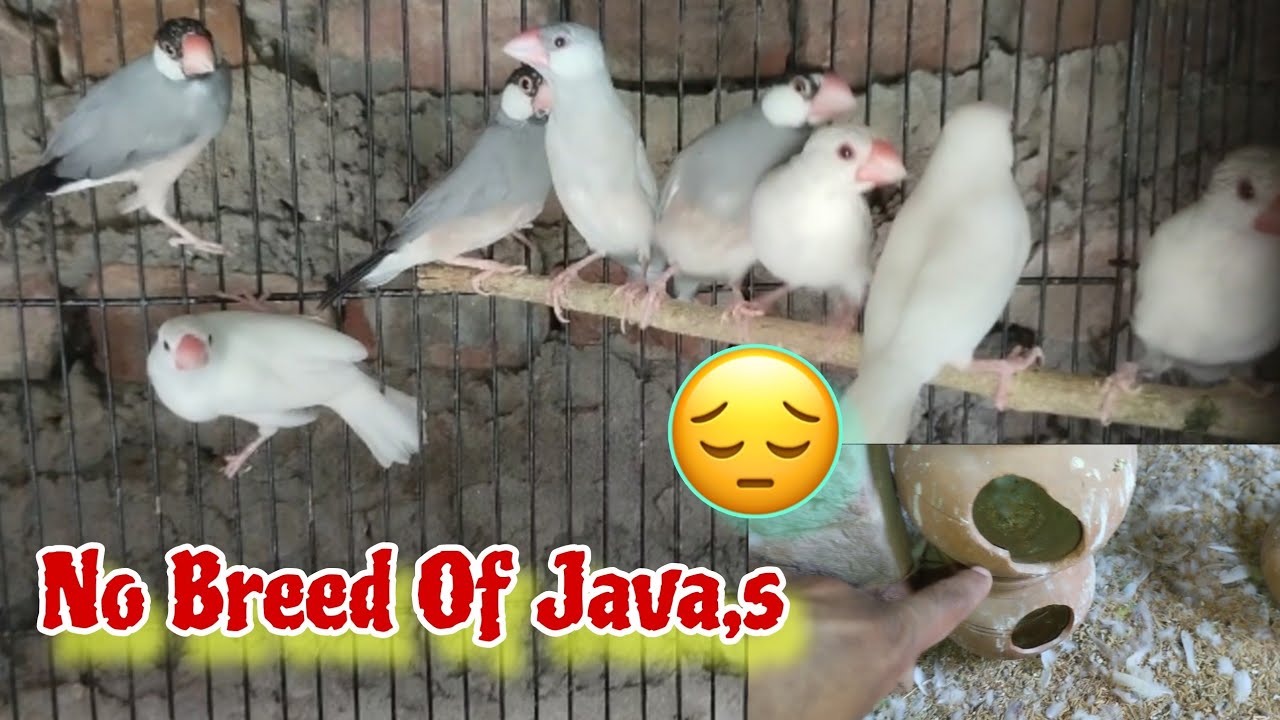 Java Sparrows No Breed In Whole Breeding Session | Pets Vlog | جاوا نے پورے سیزن میں بریڈ نہیں ...