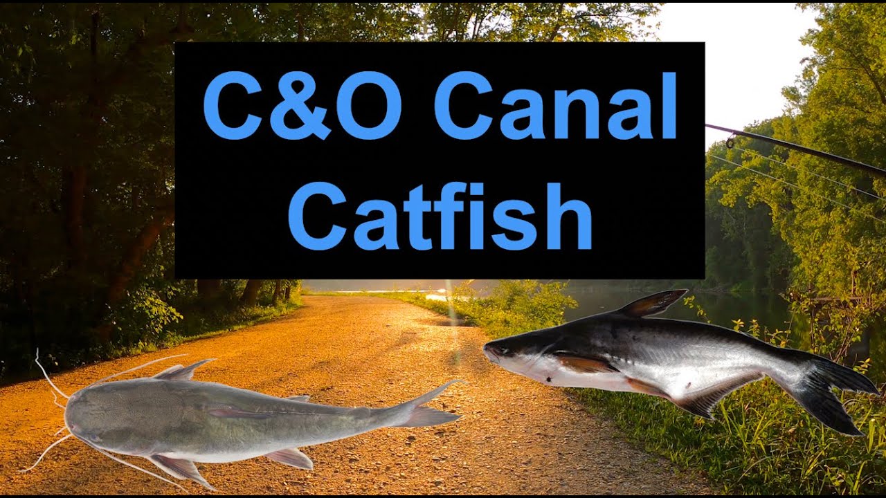 Catching Blue Catfish in the C&O Canal - YouTube