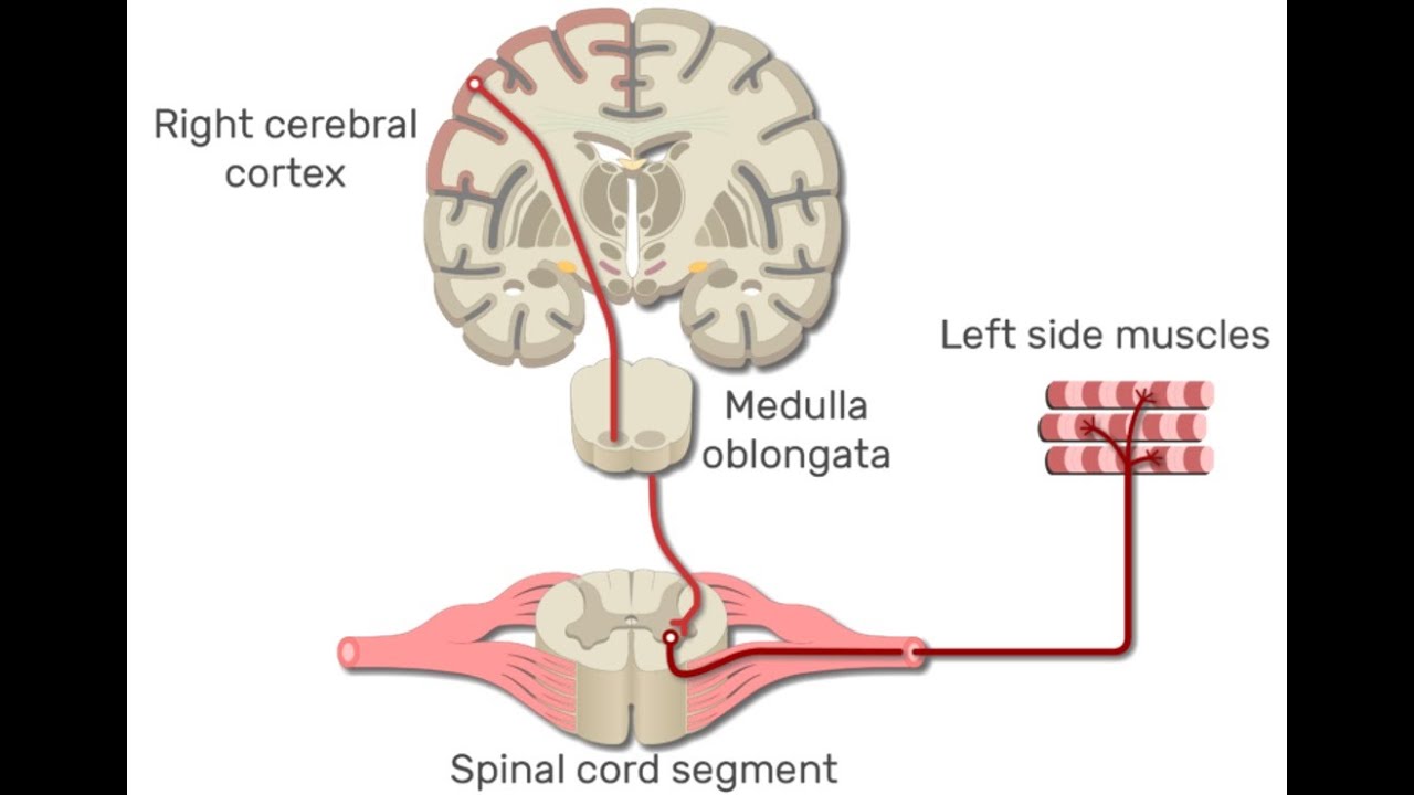 Muscle Part 3 - Primary Motor Cortex Pathway. How the Brain Activates ...