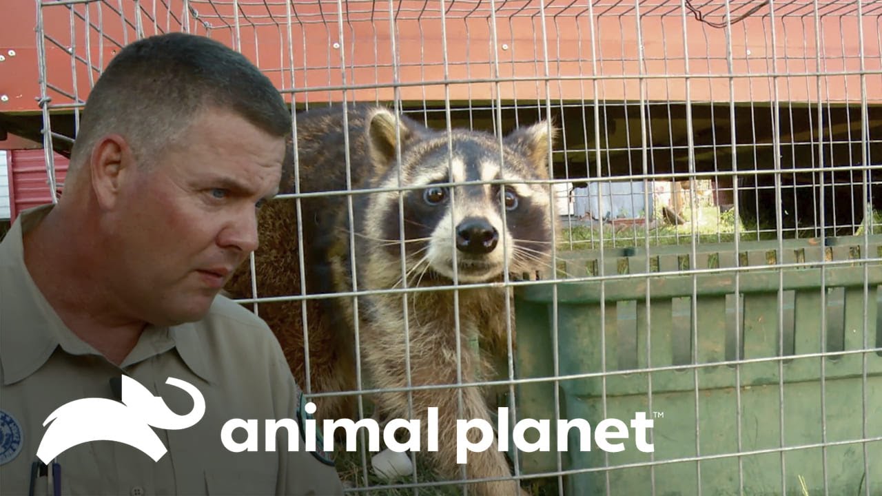 Mujer criaba mapache como mascota | Guardianes de Texas | Animal Planet ...