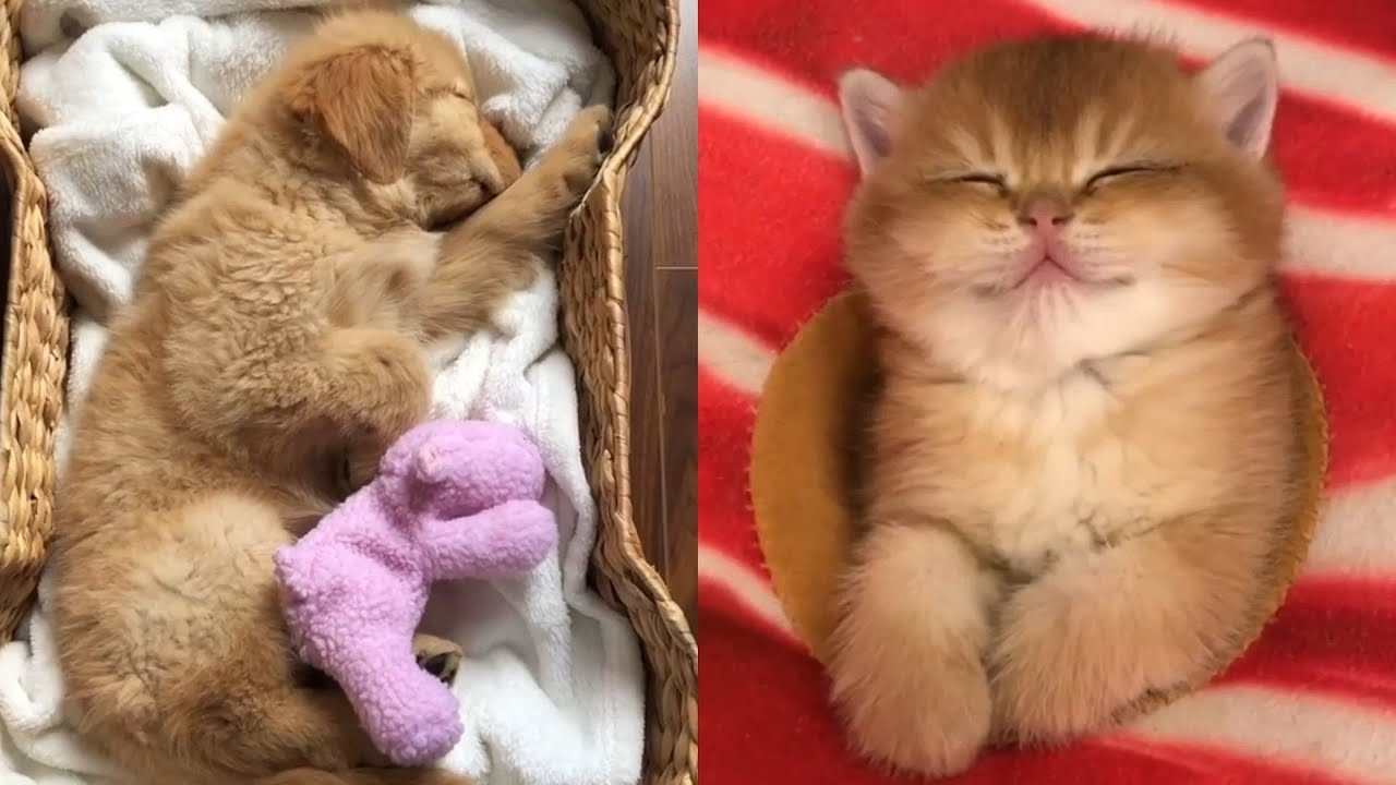 Cutest Baby Animals - Funny And Cute Animals Compilation 2020 - YouTube