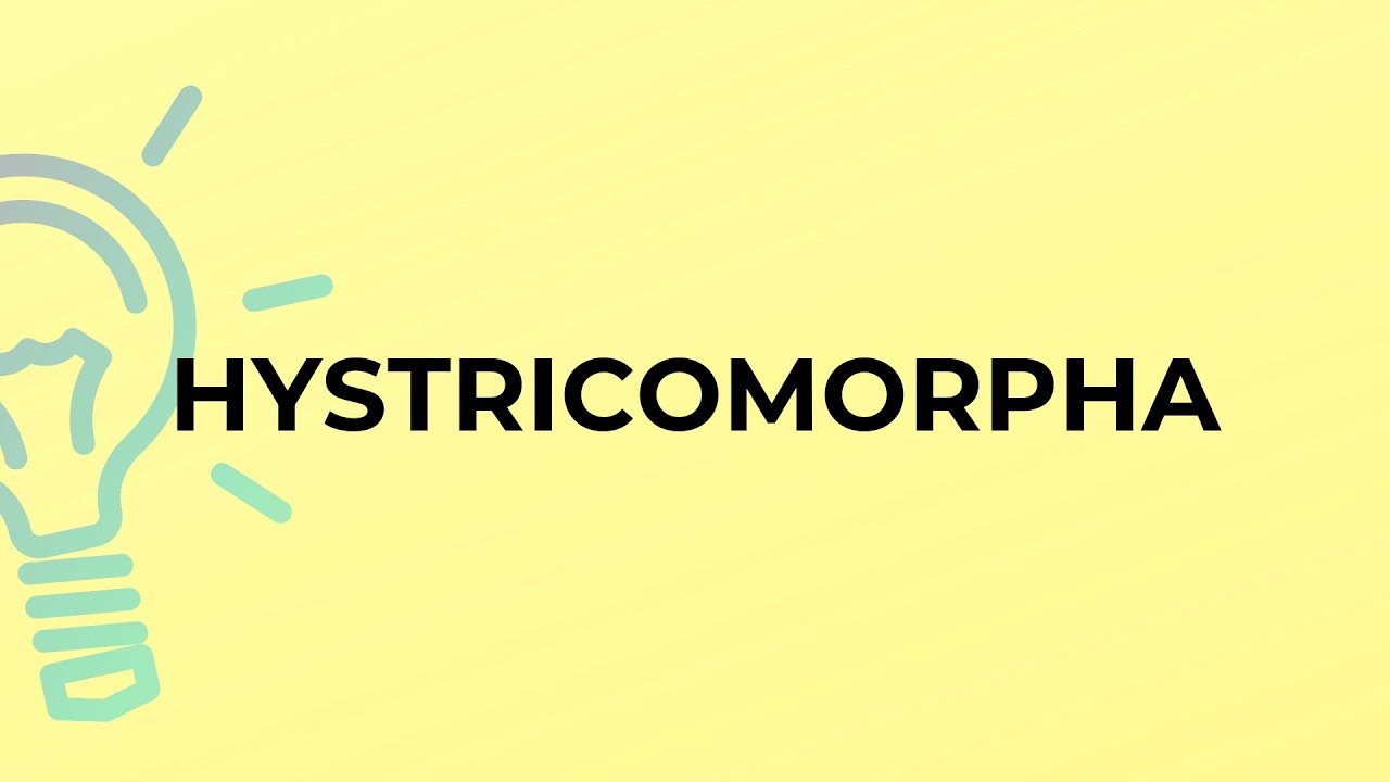 What is the meaning of the word HYSTRICOMORPHA? - YouTube