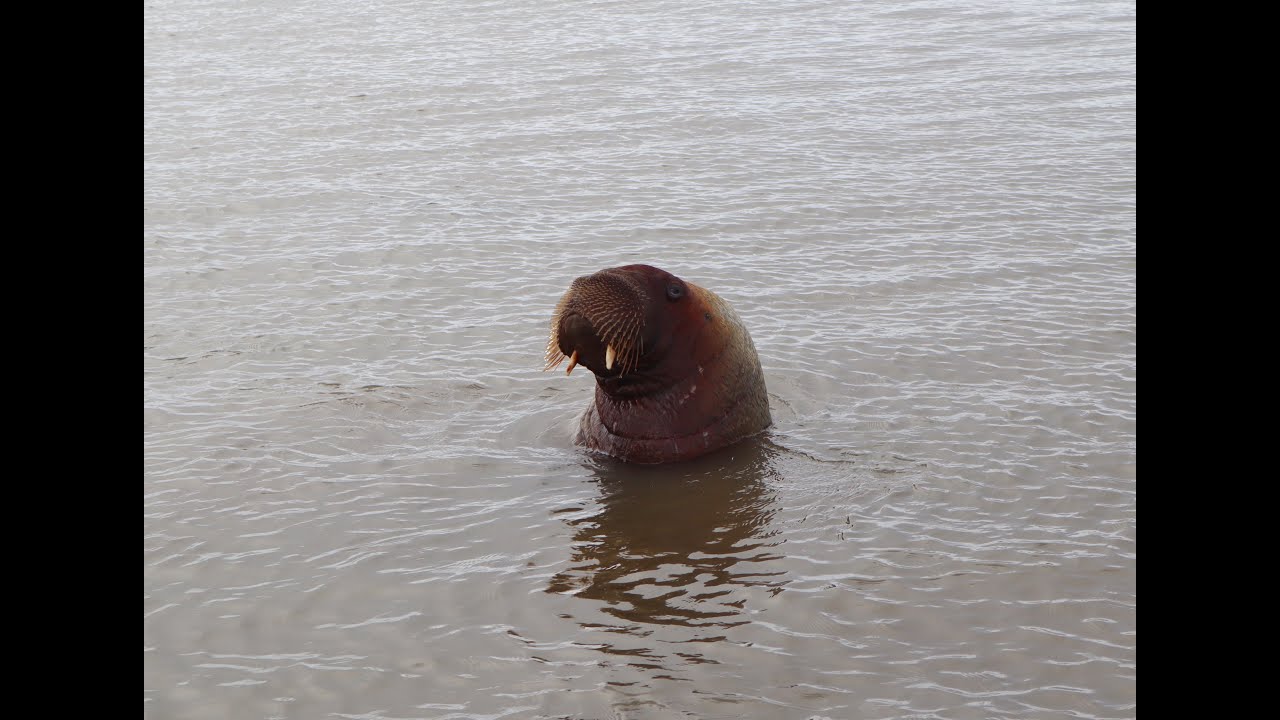 Arctic Research Plan Listening Session focusing on Marine Ecosystems ...