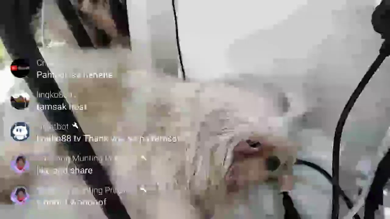 Potchifia The Shih Tzu Pawmily Live Stream Trial - YouTube