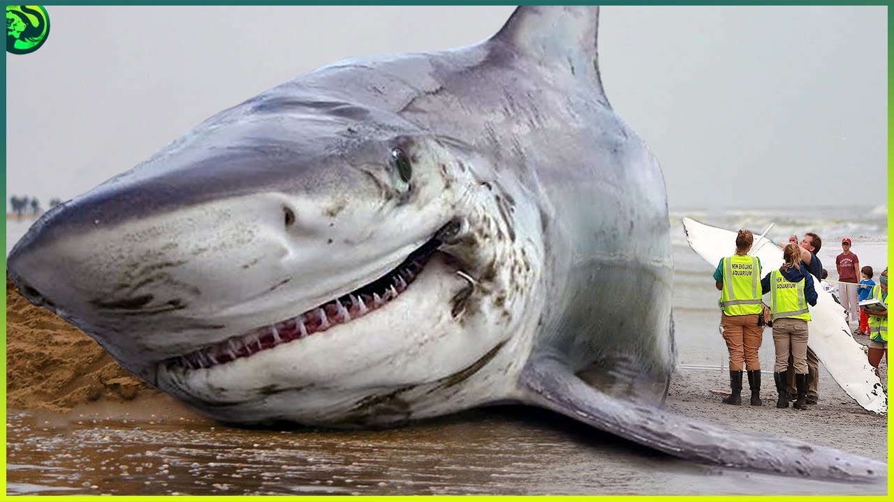 Top 11 Largest Fish Alive on Earth - YouTube