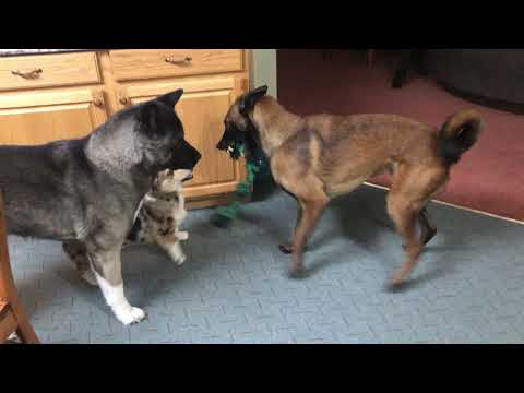 Malinois Jaw Snap