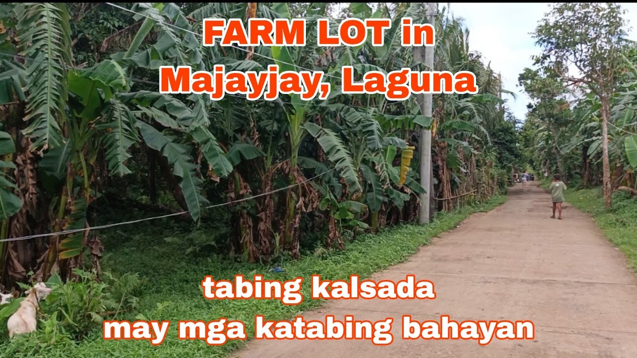 (P# 638) 3,278 sqms Farm Lot @ 3.5 Million in Majayjay, Laguna for sale - YouTube