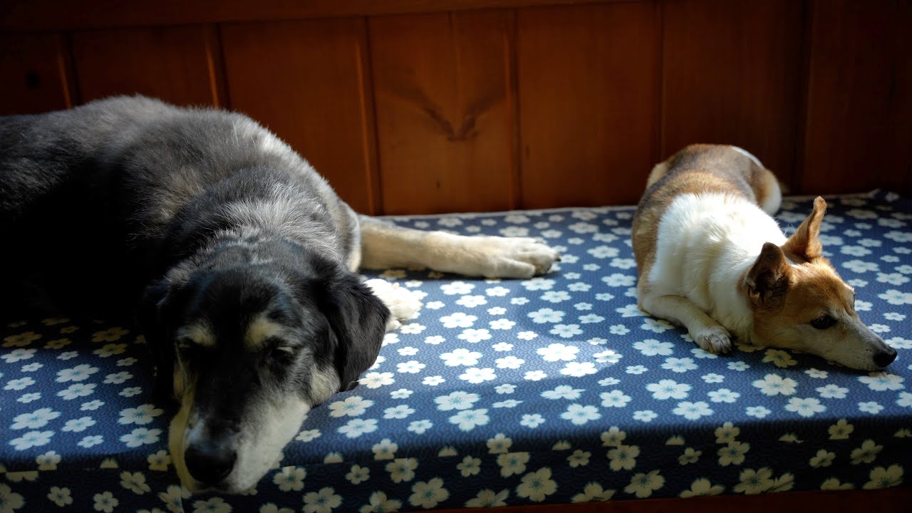 Introducing my Fuzz Crew (Mo & Faye) - Sony α7iv [4K] - YouTube