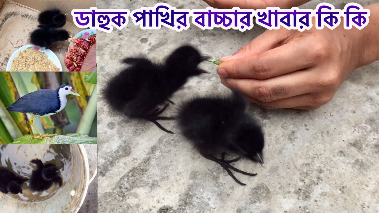 ডাহুক পাখির বাচ্চার খাবার দেওয়ার পদ্ধতি ।কি কি খাবার দিবেন ।waterhen ...
