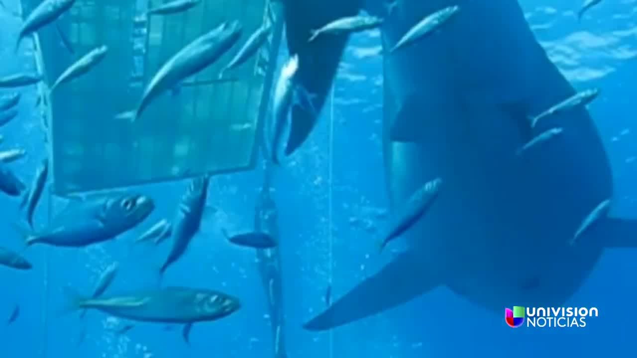 "Deep Blue", el tiburón blanco más grande que se ha filmado en el mundo ...