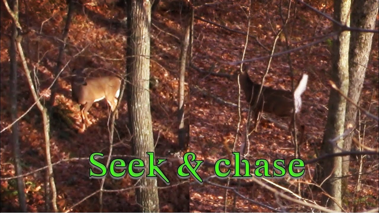 CT Bowhunting 2019: Buck Chasing a Doe!! - YouTube