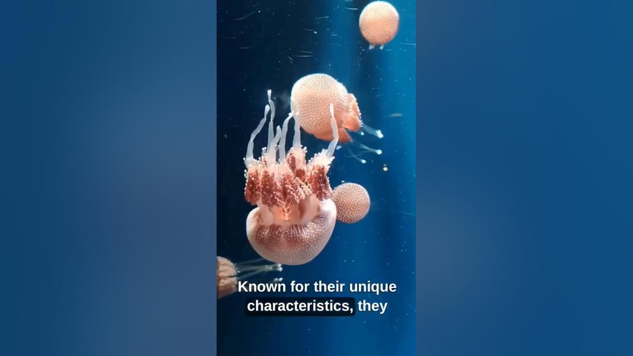 Interesting Facts About Box Jellyfish facts viral 2023 shorts YouTube interesting-facts-about-box-jellyfish-facts-viral-2023-shorts-youtube