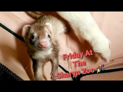We Did It! Friday Is Finally Here! The Kids Of The Sharyn Zoo Will Kick ...
