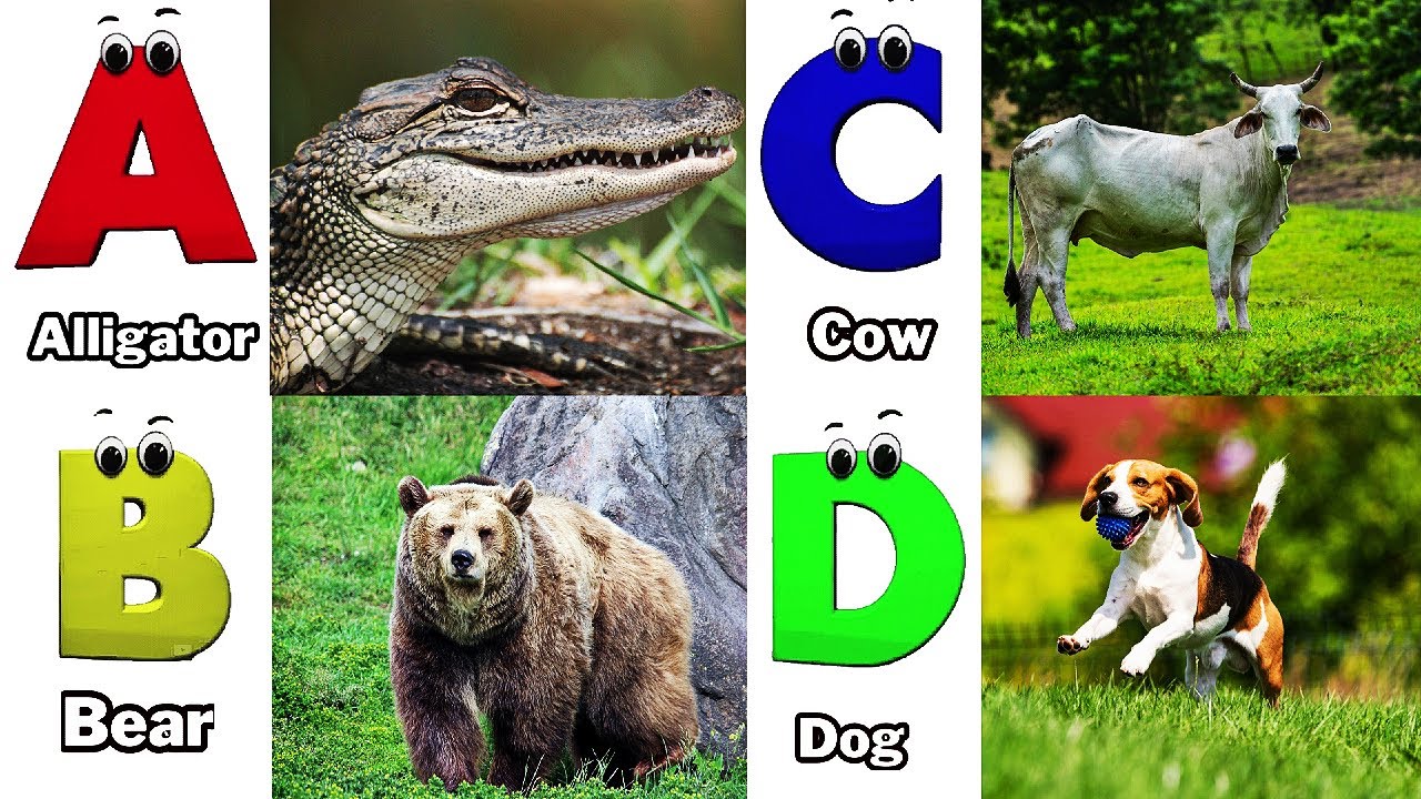 ABC Real Animals song | Alphabets Kids song | Learn Alphabets, English ...