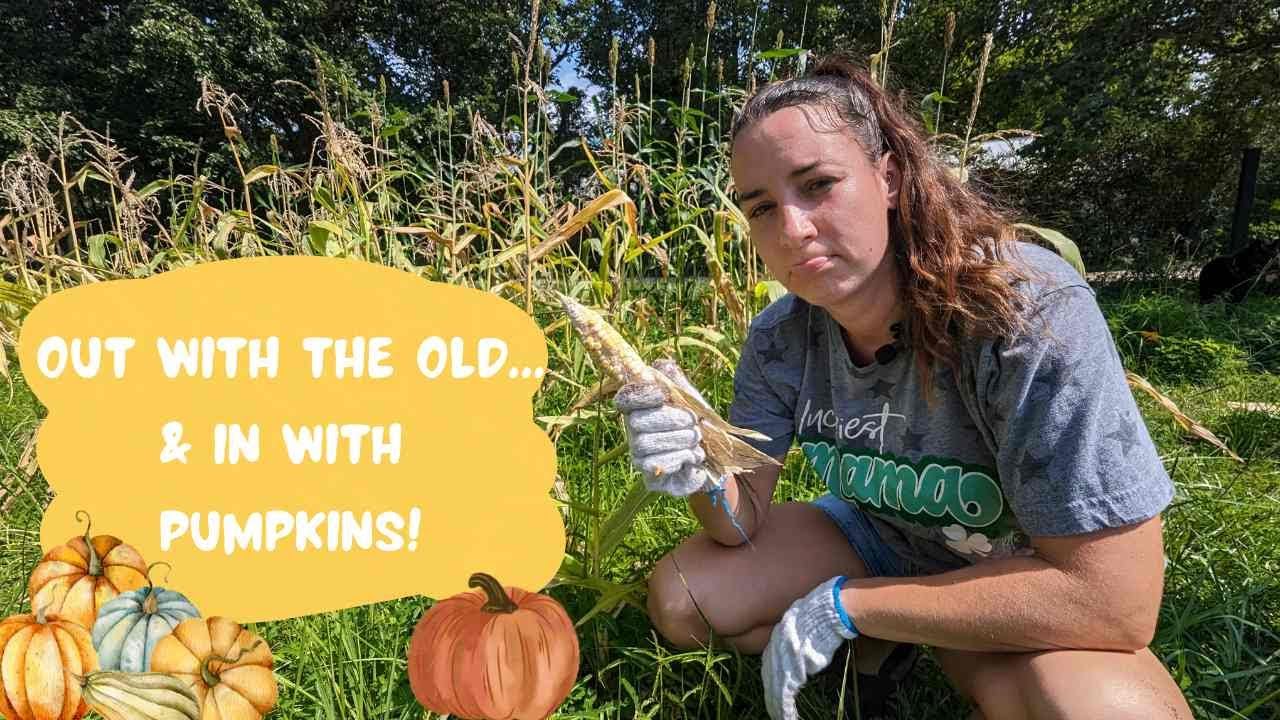 From Corn to Pumpkins: Transforming Our Homestead with a Pumpkin Patch ...