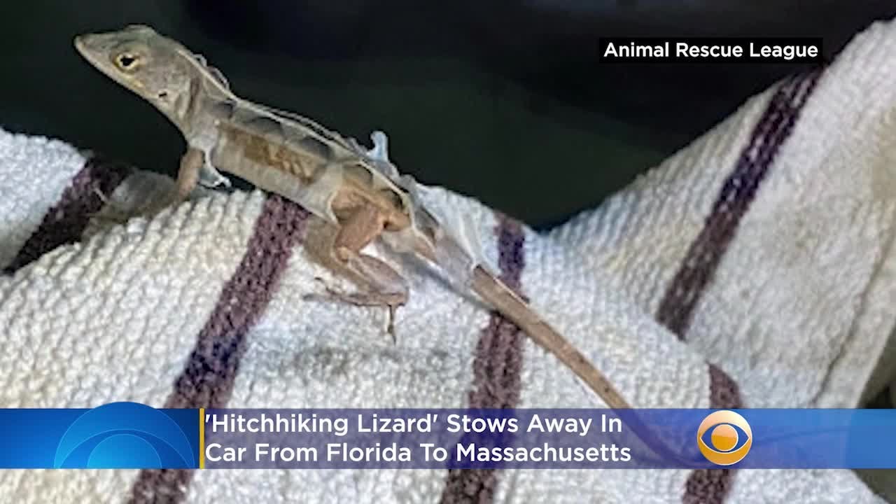 'Hitchhiking Lizard' Stows Away In Car From Florida To Massachusetts ...